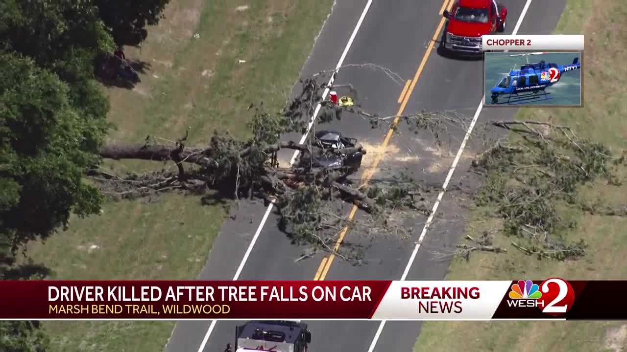 Man dead after falling tree crushes car as he was driving on Central ...
