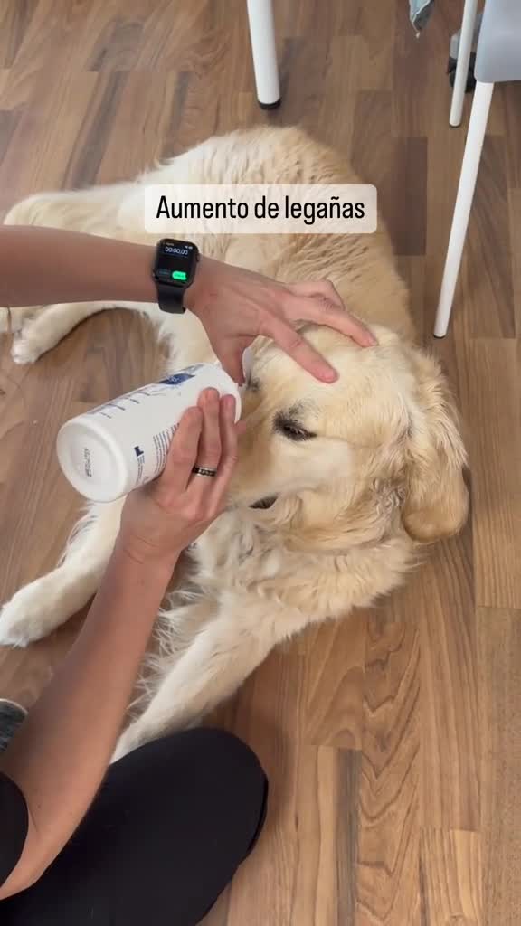 How We Detected Dry Eye Syndrome in Our Dog Claire