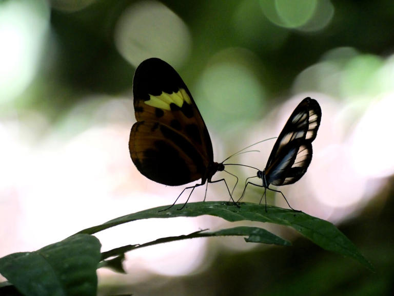 Butterflies that look alike, see alike: Research links rainforest light ...