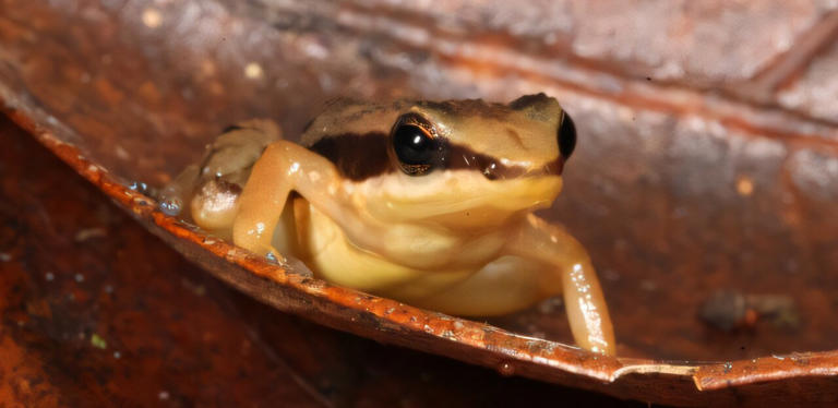 Historical and current population DNA reveals at least 12 species of ...