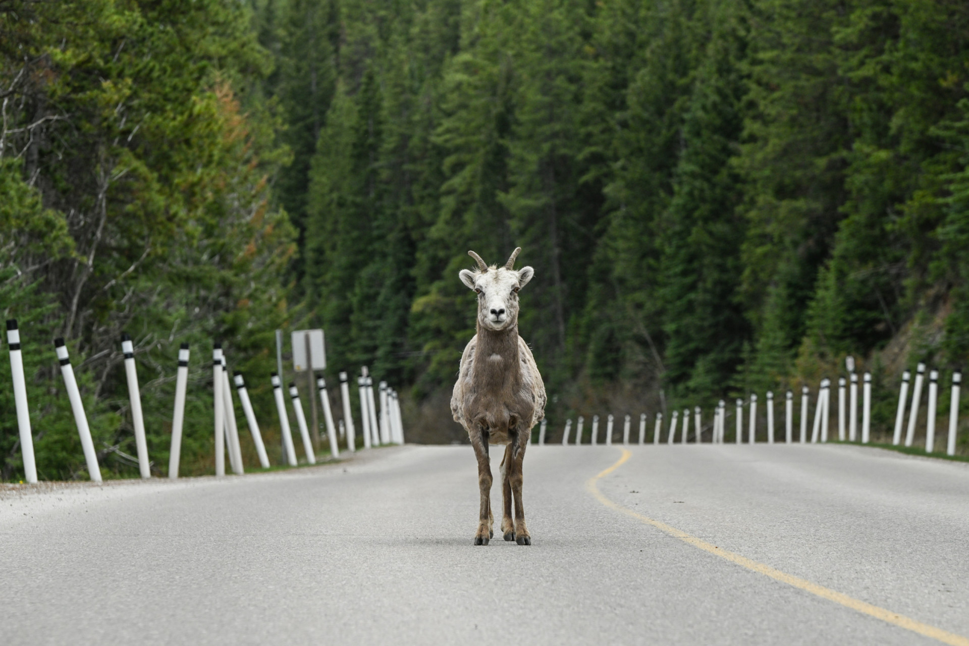 Can Earth survive without humans?