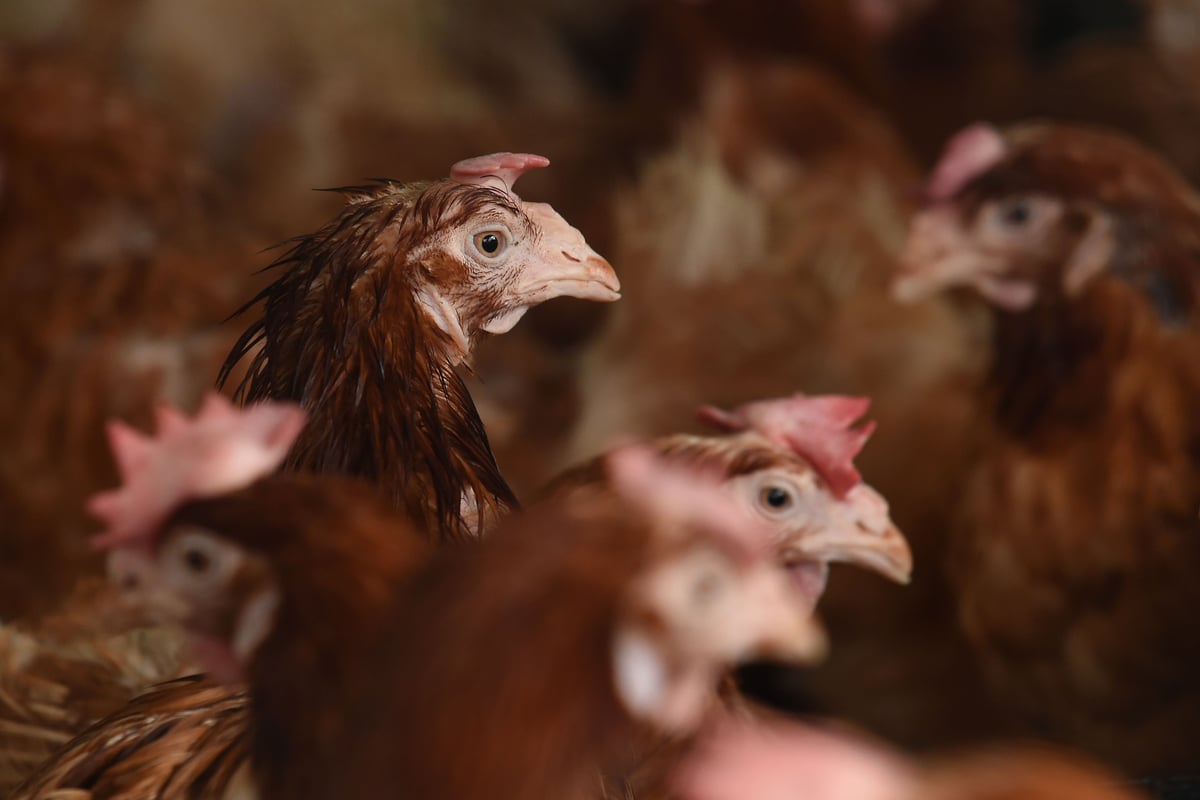 Carrying chickens by legs causes them pain, Green Party leader warns