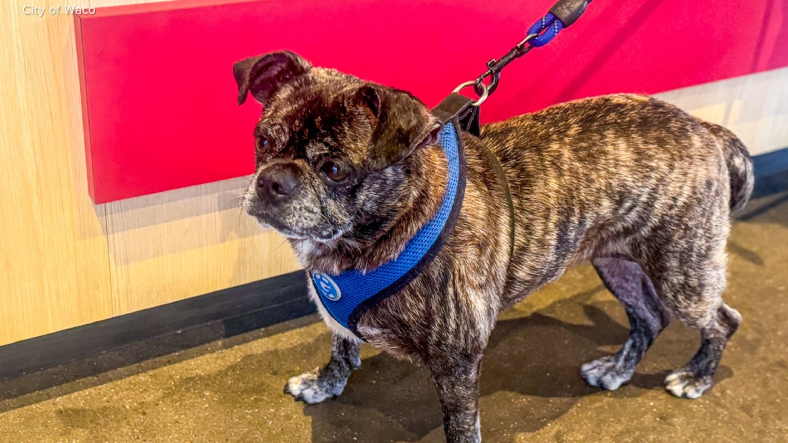 Dog reunites with owner after 2 years