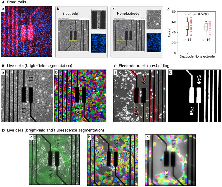 New technology successfully monitors cancer progression at the cellular ...