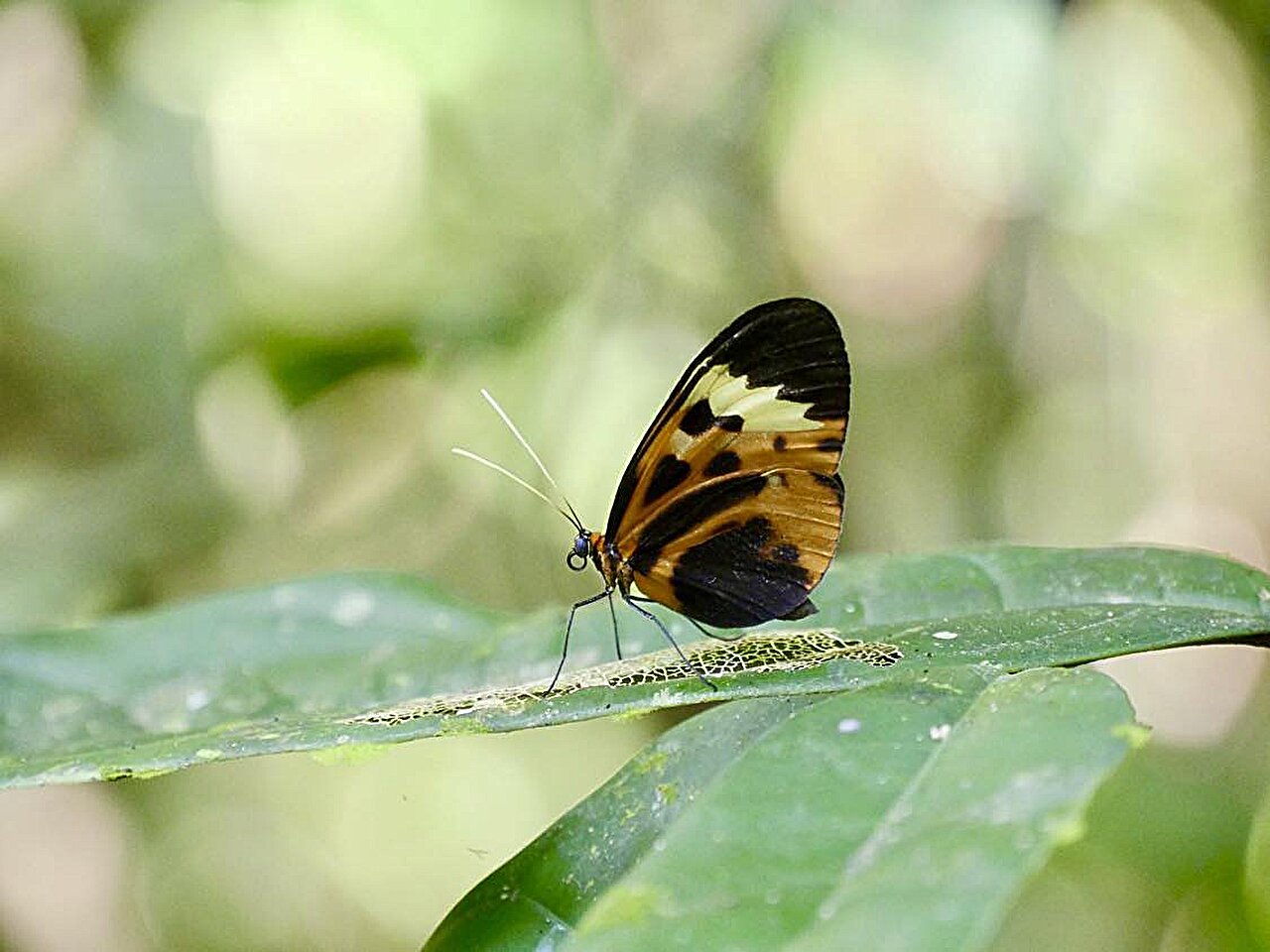 Butterflies that look alike, see alike: Research links rainforest light ...