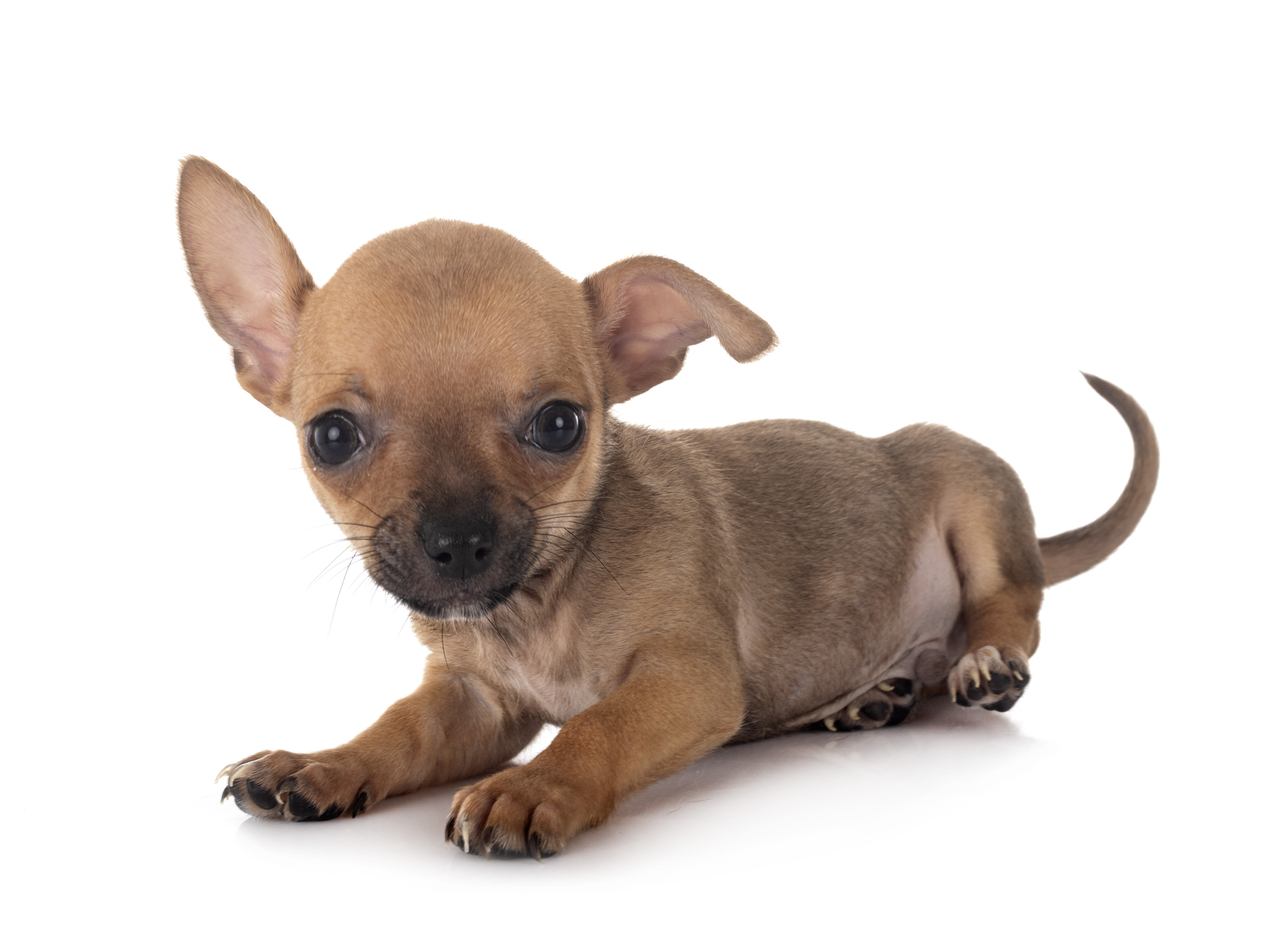 17 Celebrity Pets That Had Their Own Fame