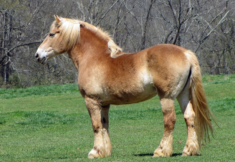 13 Horse Breeds Famous for Their Massive Size and Strength