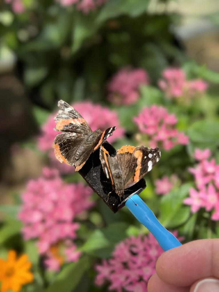 5 Reasons Kids Love The Chattahoochee Nature Center In Roswell