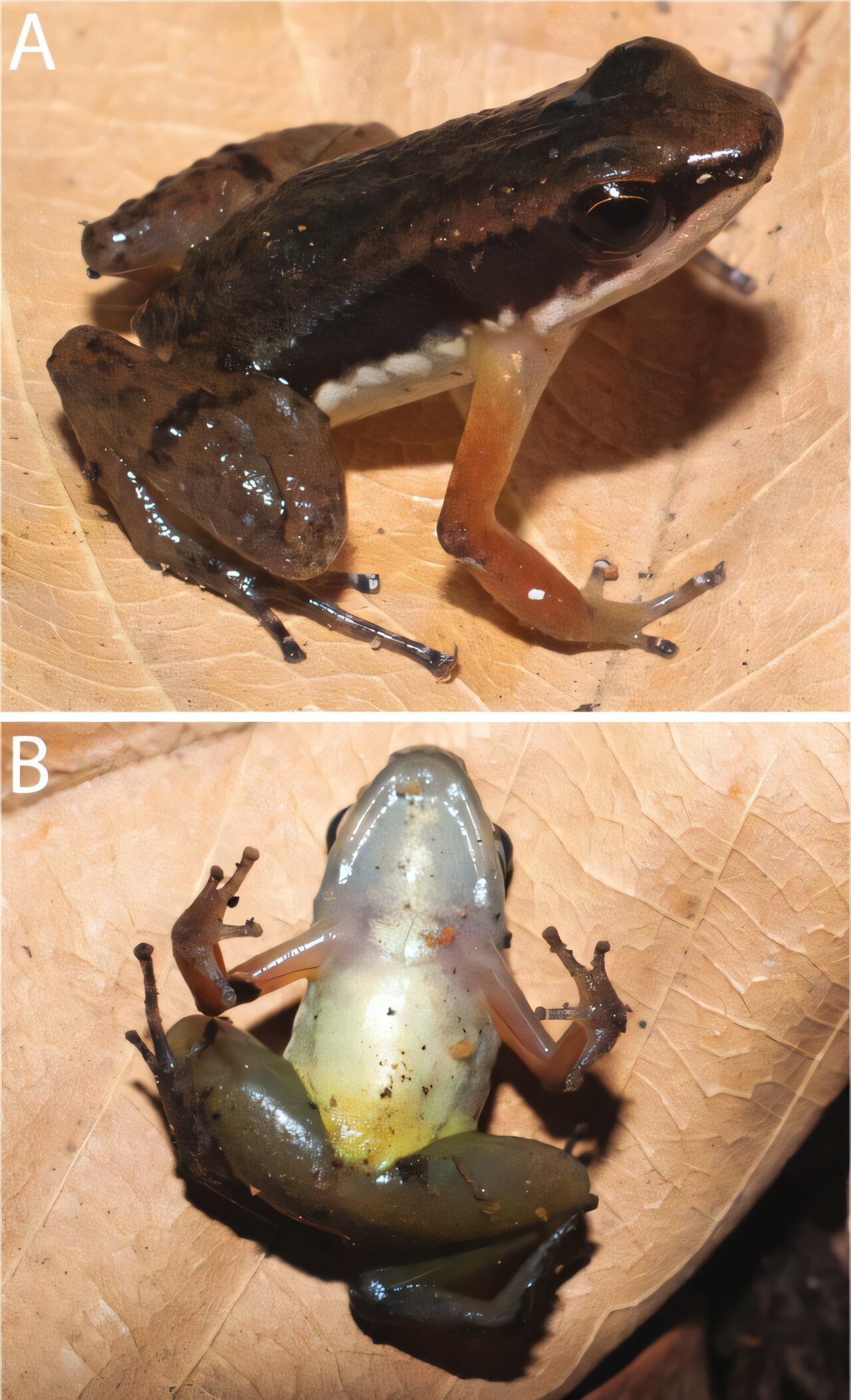 Historical and current population DNA reveals at least 12 species of ...