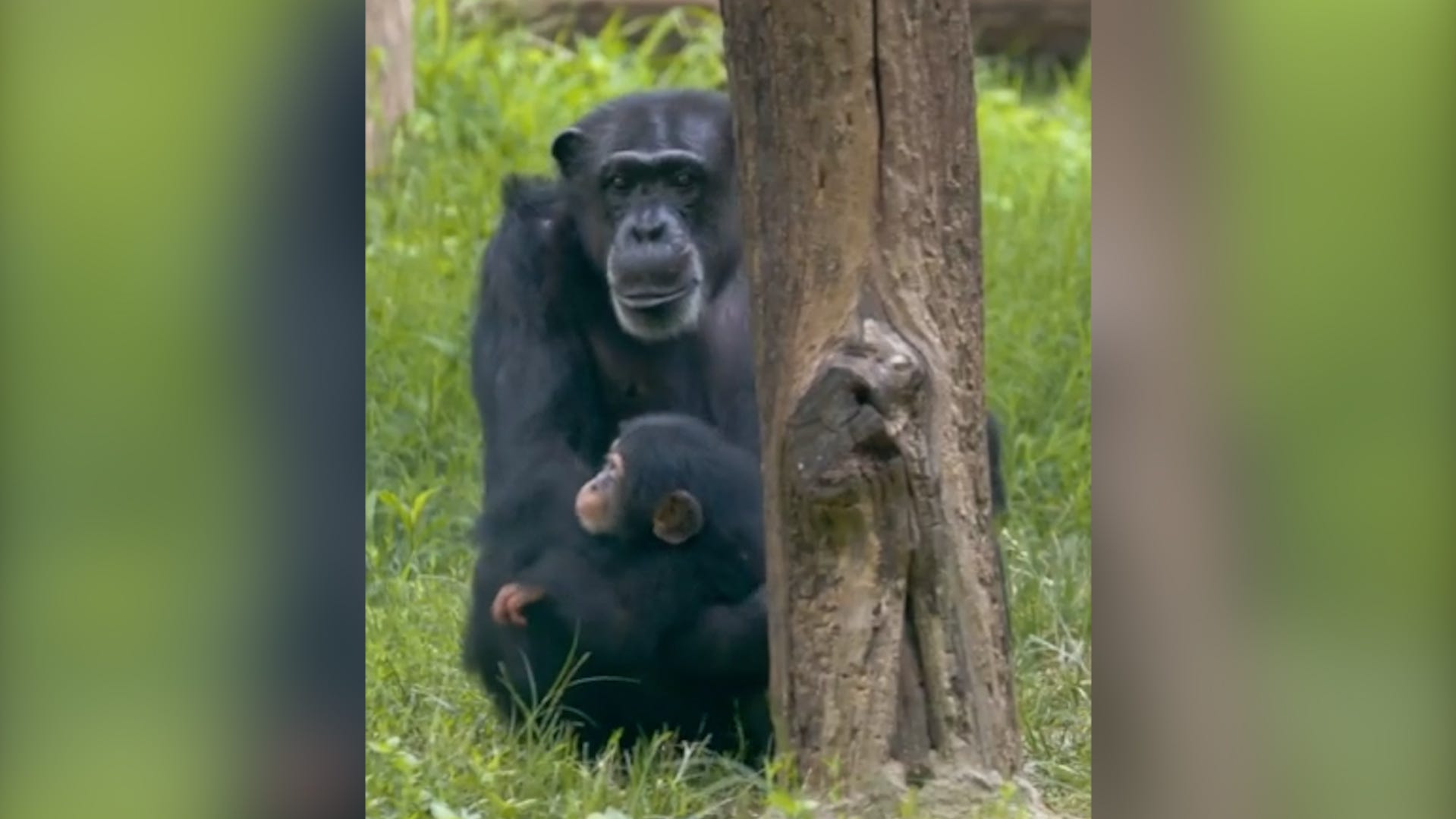 Makutu the chimpanzee and his mom, JB, cuddle for the first time at ...