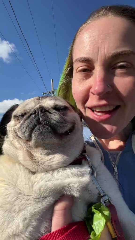 My Senior Pug Walked a Whole Block Without Being Carried!