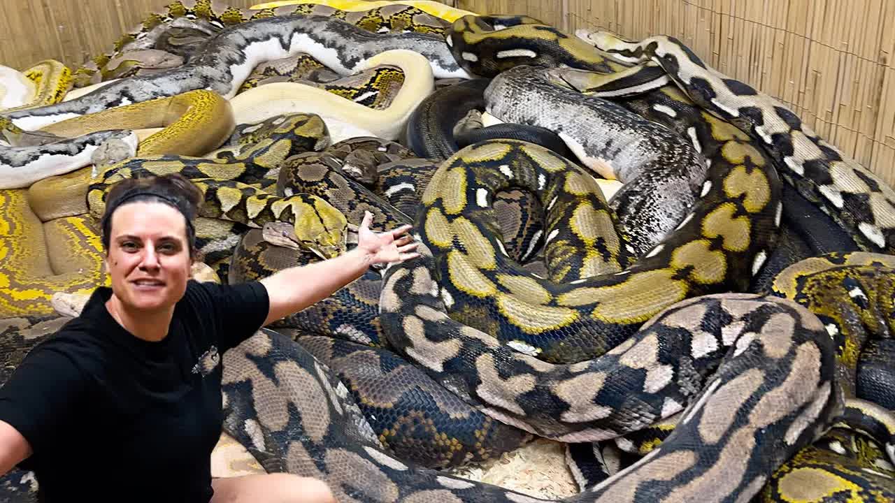 handling twenty foot pythons at the reptile zoo