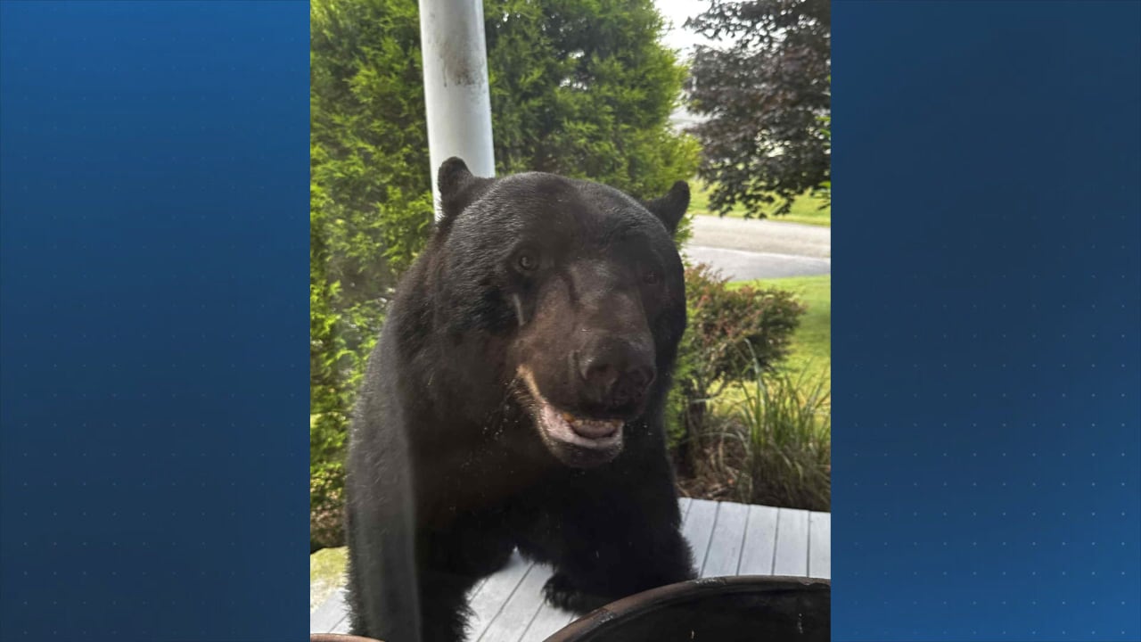 Paxton couple gets a surprise from a ‘bear-y’ handsome visitor