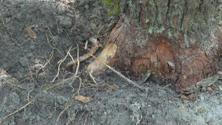 Deadly lightning strike in New Jersey turned Cub Scout outing into mass ...