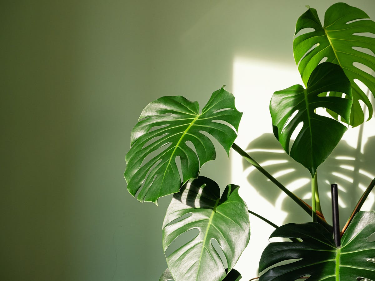 These Large-Leaf Houseplants Add Dramatic Beauty to a Room