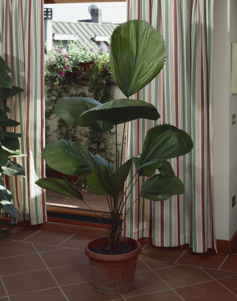 These Large-Leaf Houseplants Add Dramatic Beauty to a Room