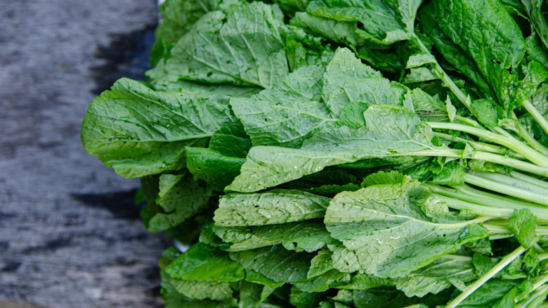 Everything You Wanted To Know About Mustard But Were Too Afraid To Ask
