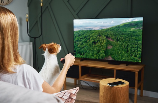 Does Your Dog Watch TV? Here's What Screens Can Say About Their Personality