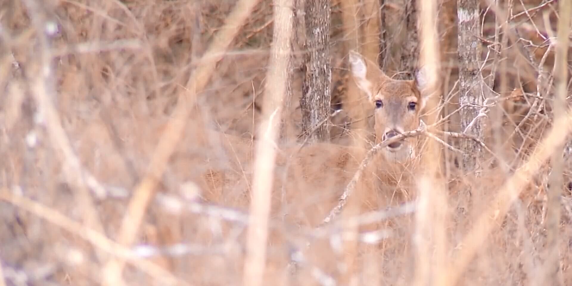 Missouri Department of Conservation enforces fines for feeding deer in ...