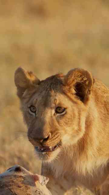 How to Capture Wild Animals Without Scaring Them Off