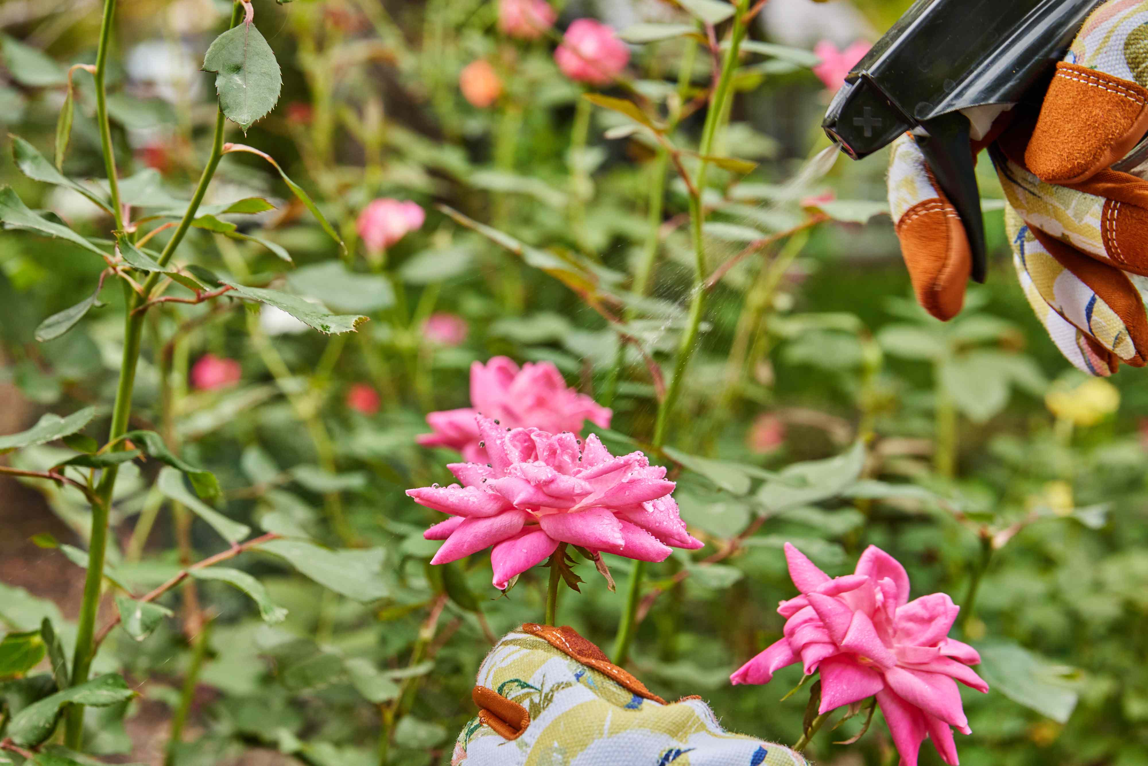 Don’t Toss Your Hydrogen Peroxide—How Gardeners Use It Around the ...