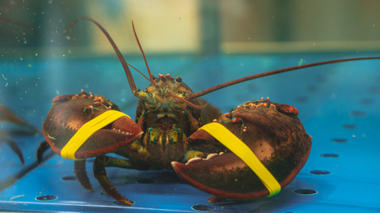 How To Buy And Cook A Live Lobster: Steaming, Boiling And Roasting