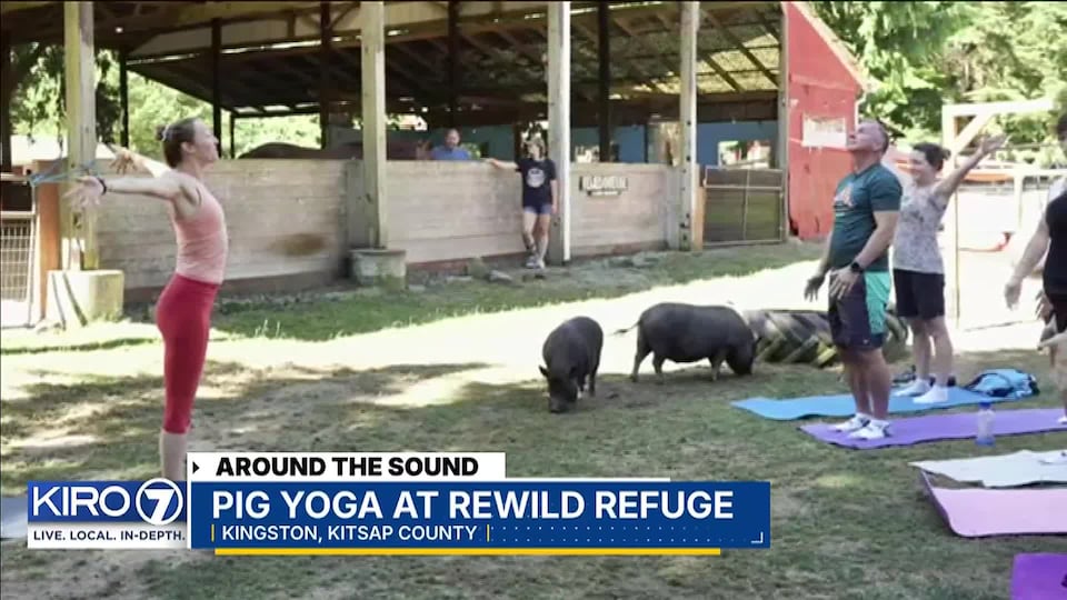 Around the Sound: Pig yoga at Rewild Refuge
