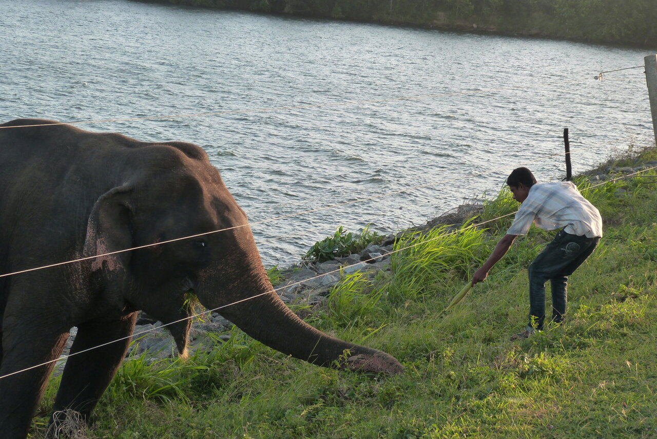 Don't feed the animals: Researchers warn of risks tied to wildlife ...