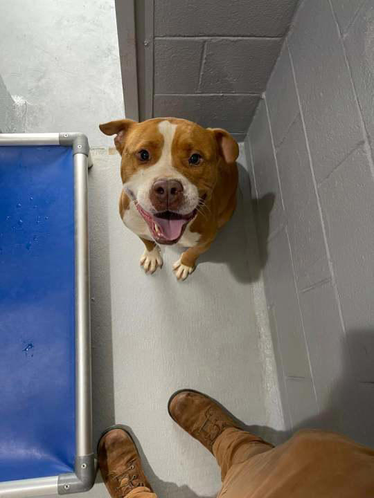 Prince Edward animal shelter over capacity, dogs need loving homes