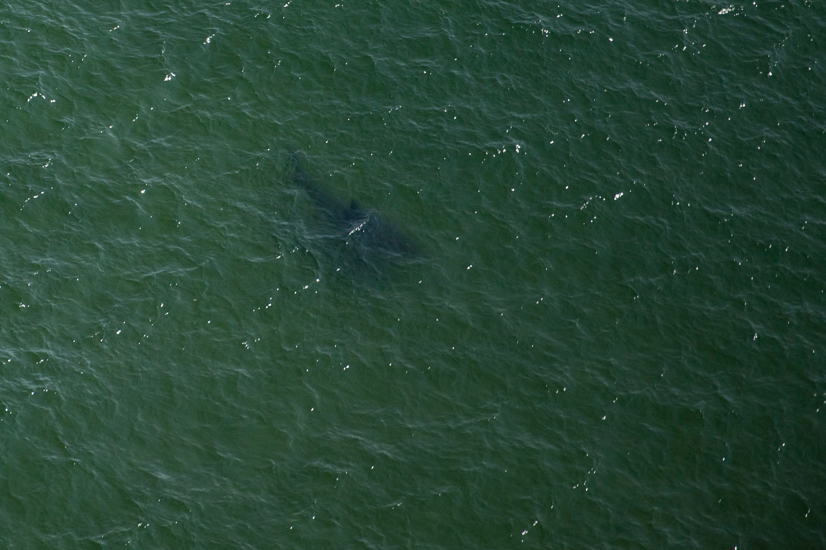 Massive 13-foot great white shark pings off New England coast