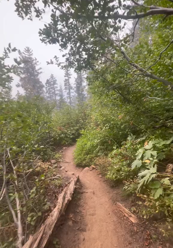 Peaceful Forest Walk – The Perfect Nature Escape