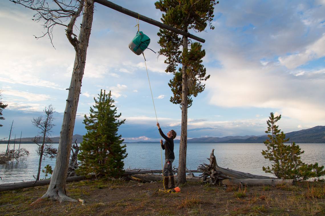 Bear crushes tent while looking for food in Yellowstone campsite ...