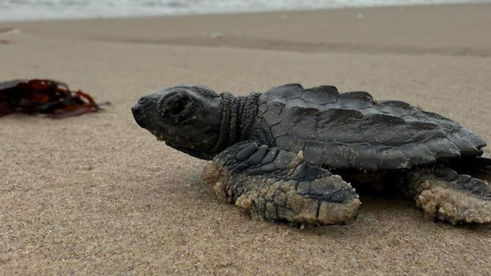 A monthslong turtle saga, the everything shower, celebrating Disneyland ...