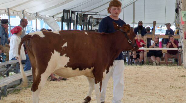 How animals go from farm to fair favorite