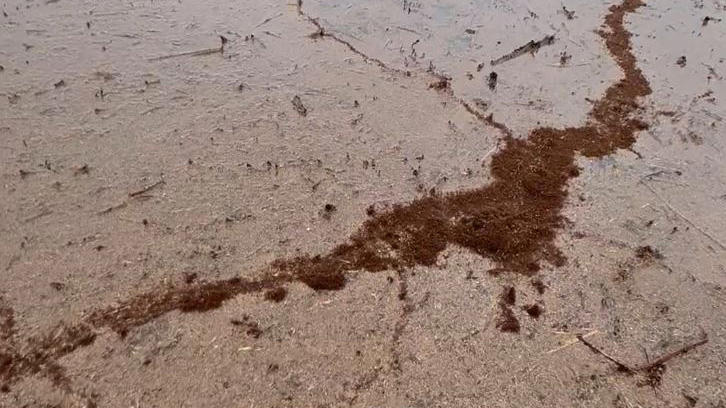 Video: Massive fire ant raft found in central Texas lake