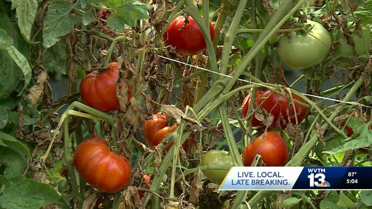 Alabama tomato farmer says Mexico tariff will save American farms