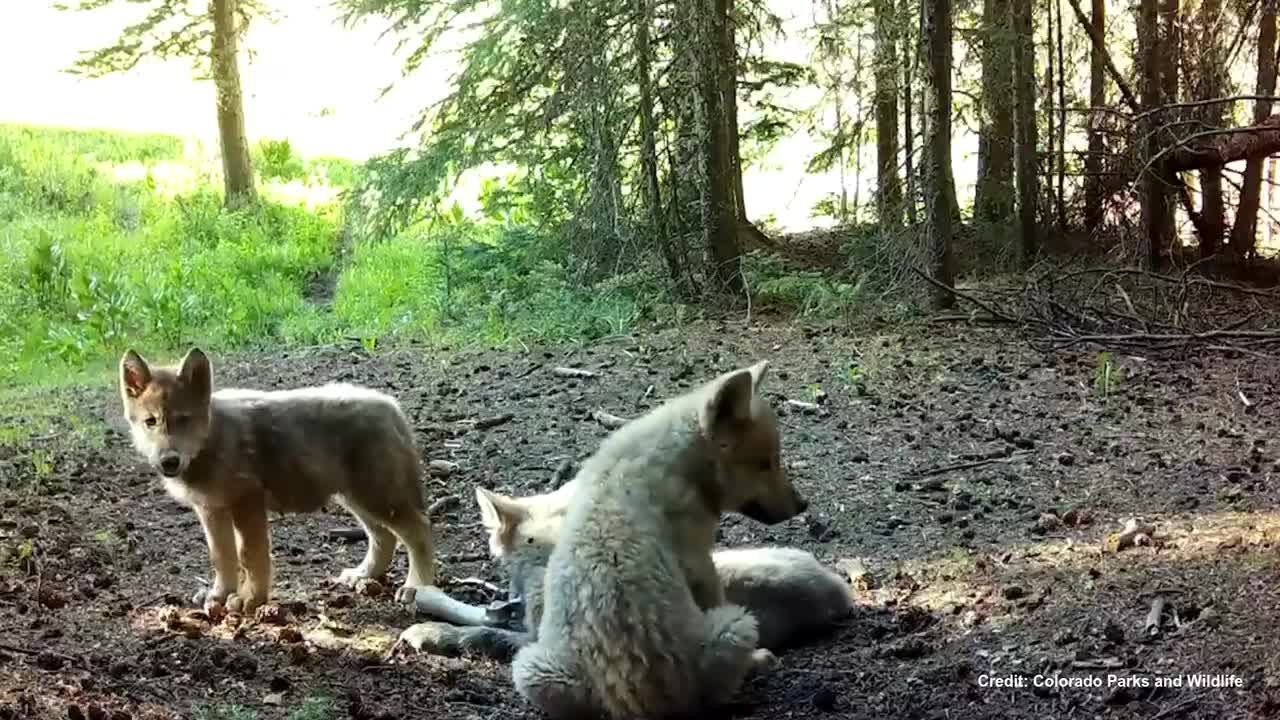 Wildlife officials provide update on Colorado wolf packs, new dens in ...