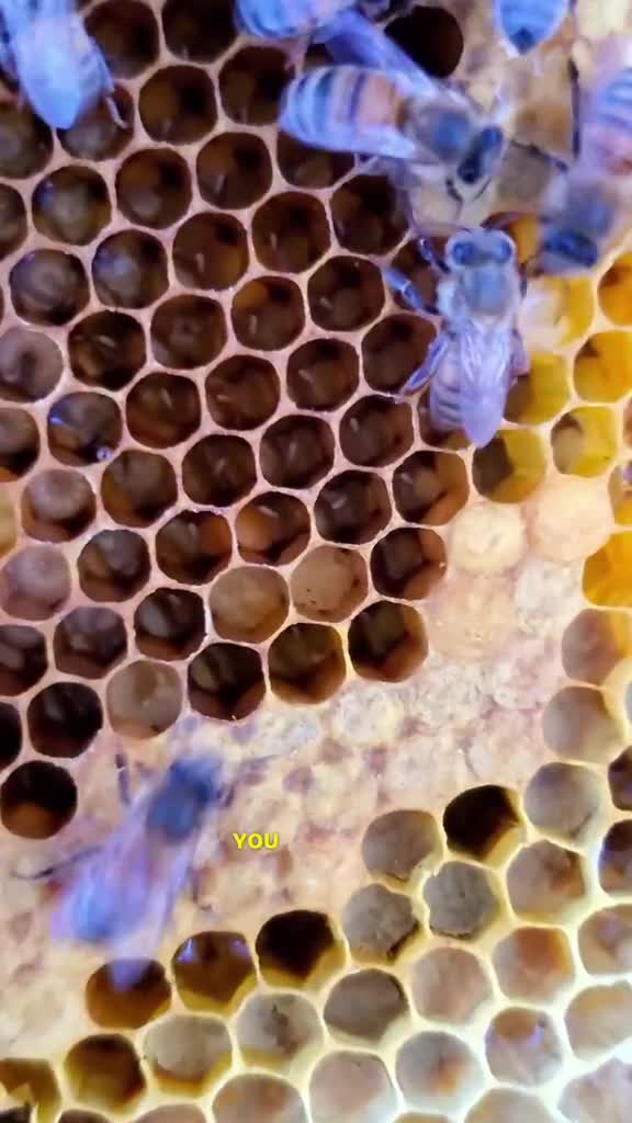 Massive Beehive Rescue From Underground Water Meter Box