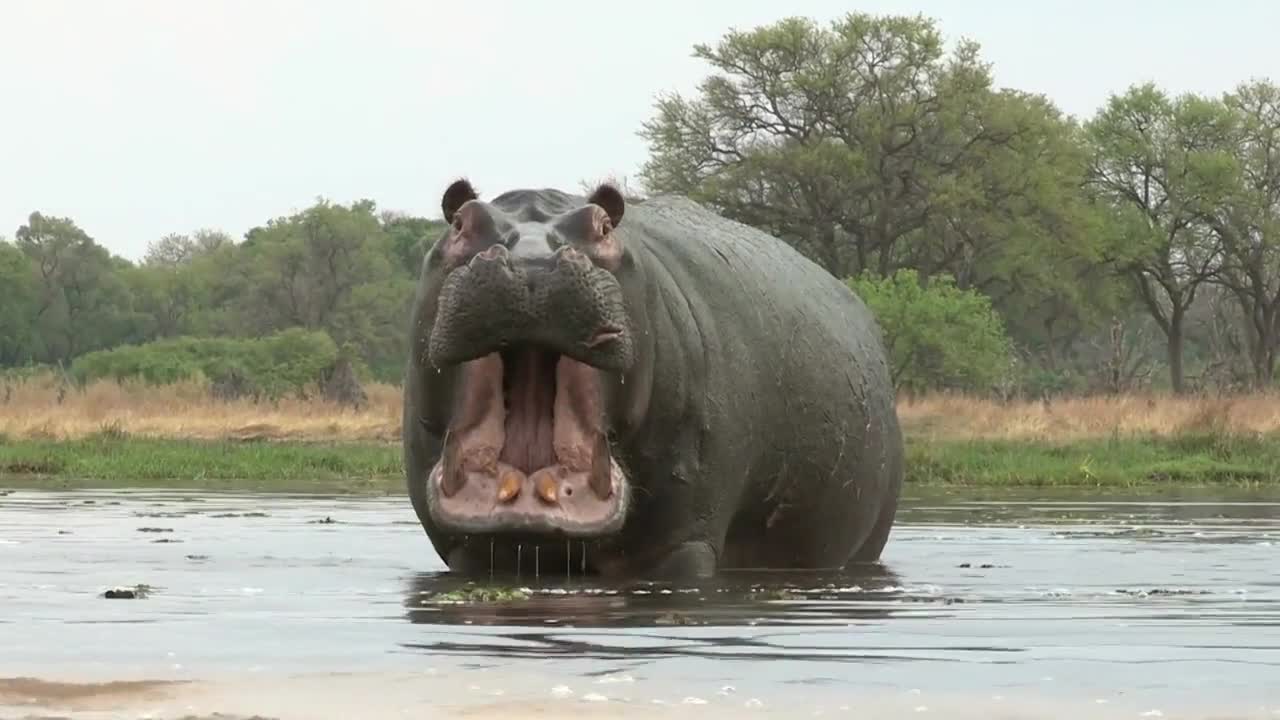 Hipopótamos Revelados: Os Gigantes Submersos da Natureza