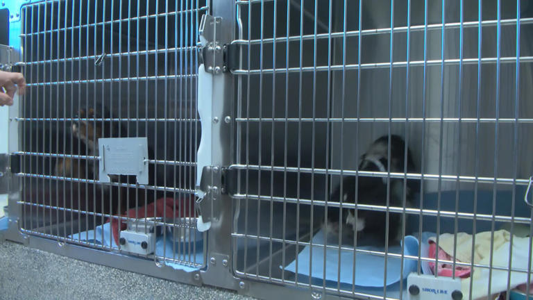 Florence man sentenced in Lauderdale County animal cruelty case