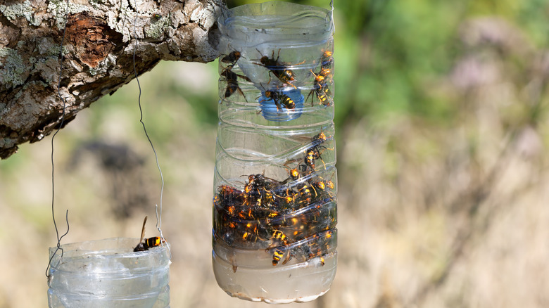 11 DIY Bug Traps To Keep The Creepy Crawlies Out Of Your Home & Garden