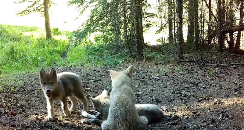 Watch: CPW shares first images, video of wolf pups born in 2025