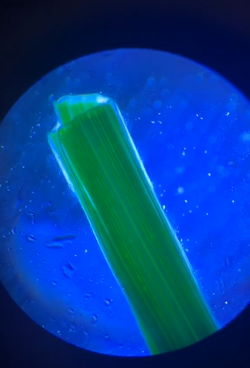 Tiny Worlds Revealed: Nature Under the Microscope