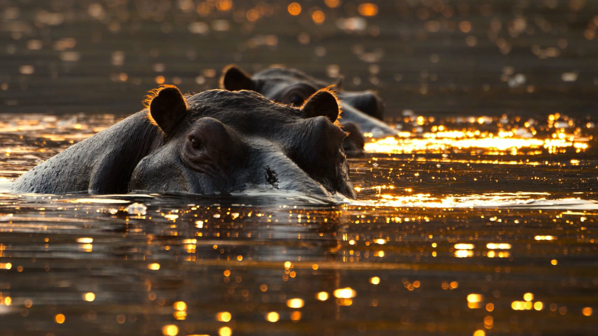 Flodheste afsløret: Naturens oversvømmede kolosser