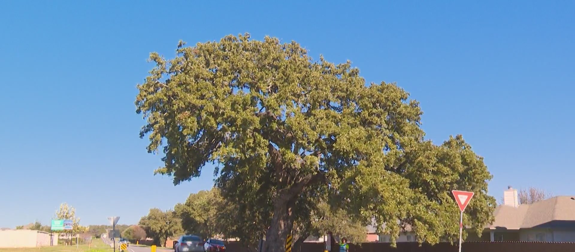 Crews begin preparation work to relocate Kyle tree named ‘Jolene’