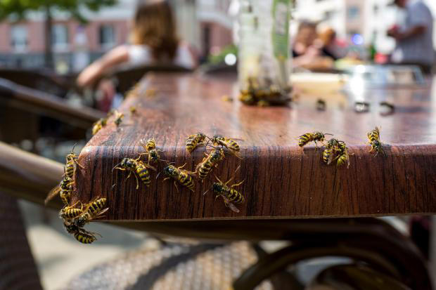 Householders warned about increase in wasps