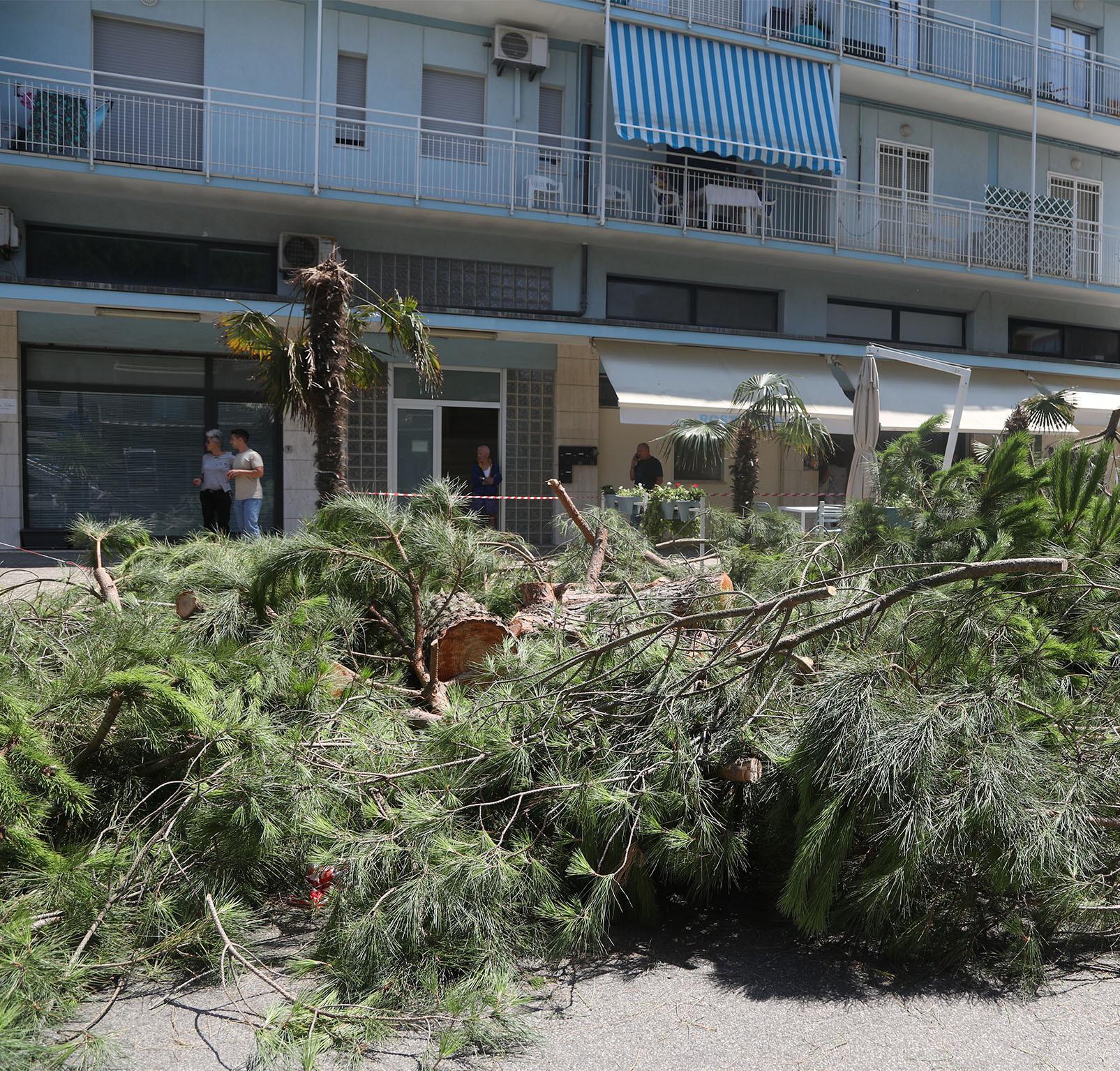 La battaglia a Lido di Savio. Tagliati i dieci pini. La parola fine dal Tar