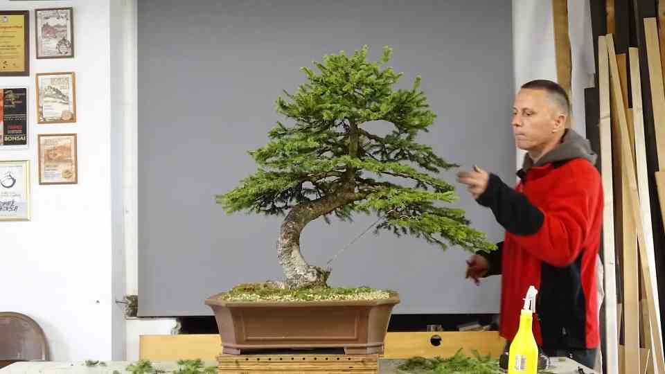 The Art of Bonsai: Spruce Tree Transformation Over Time