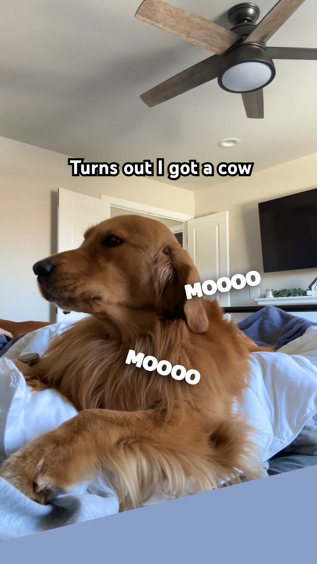 Is It a Golden Retriever or a Cow? This Funny Dog Says Moo!