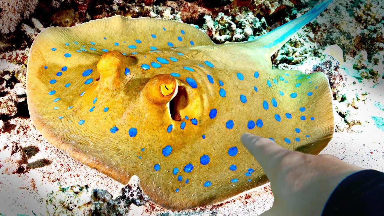 Encountering a blue-spotted stingray